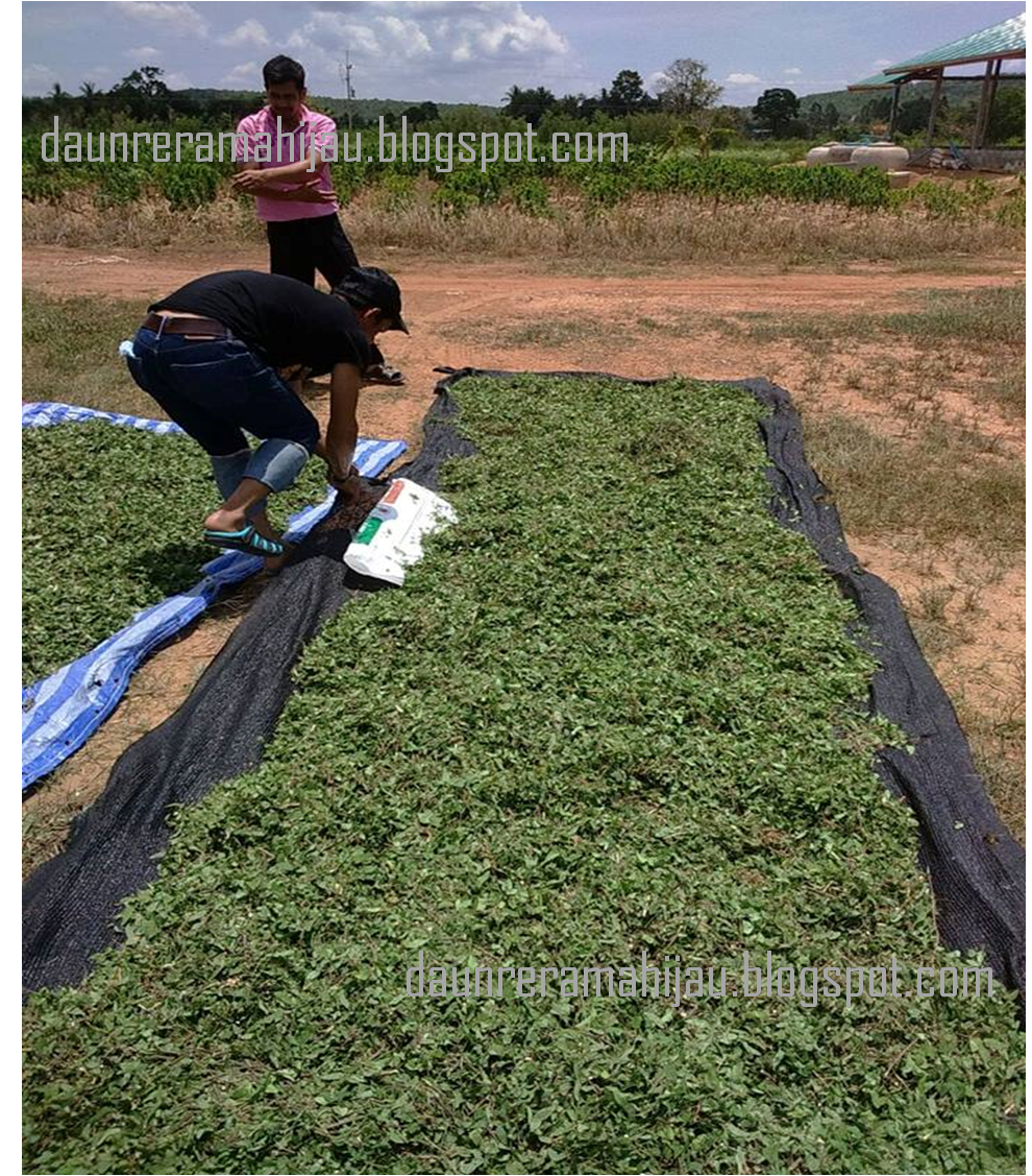 BAGAIMANA TEH RERAMA DIHASILKAN?