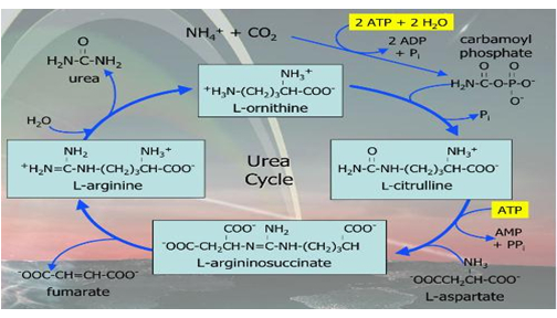 Generation Of Biological: 2013