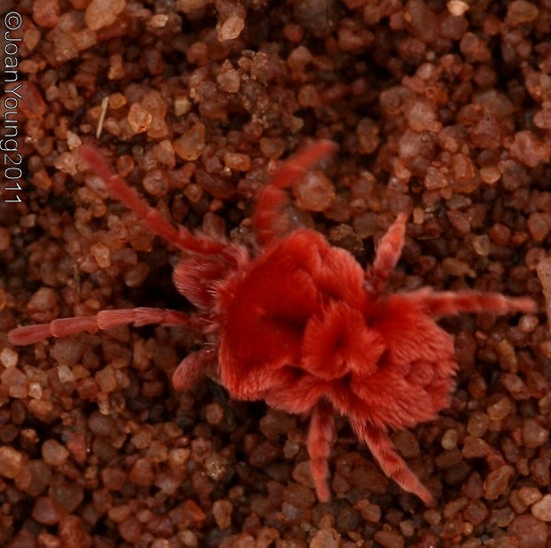 South African Photographs: Red Velvet Mite