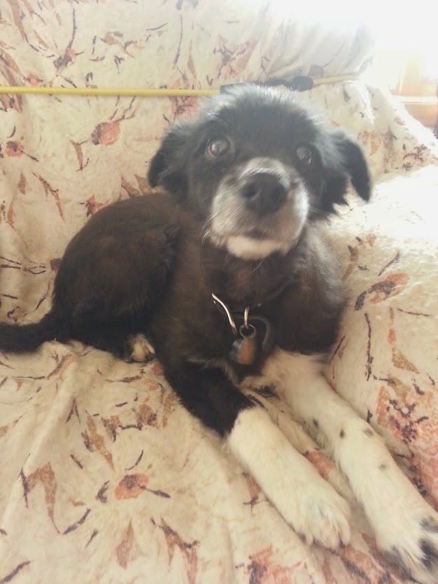 Just Call Me Frank: Our Endeavour at Being Frank: Our Adventure Dog ...