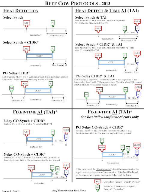 The GENEX Blog: Beef Synchronization Protocols