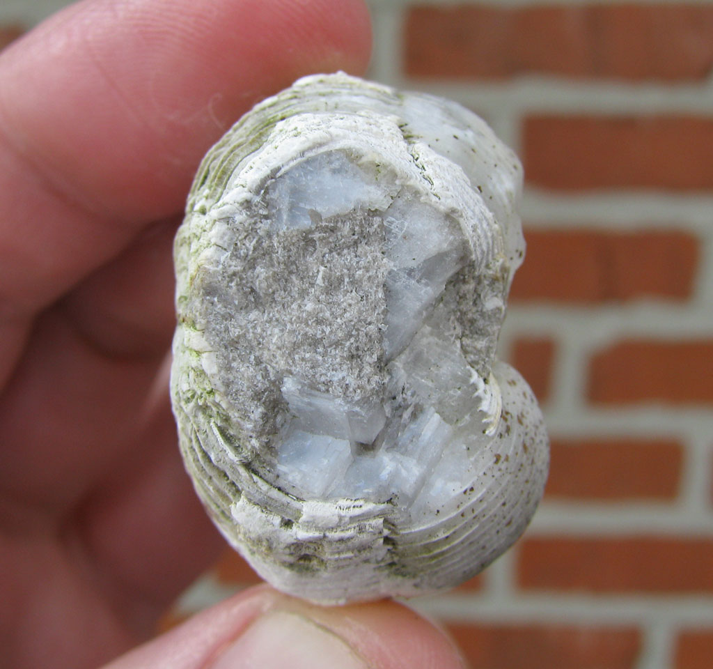 Views of the Mahantango: Rostroconch