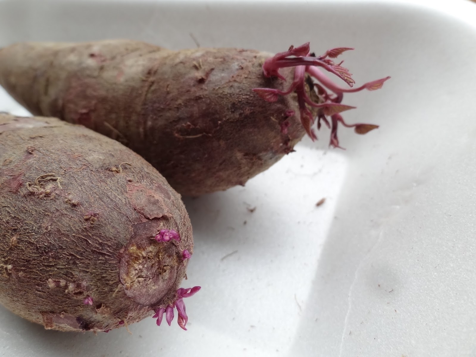 Sweet Potato Growing Purple Roots at Alice Manning blog