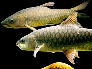 Ikan Dewaku: Ikan Dewa Hidangan Para Raja