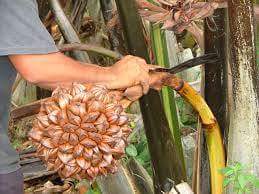 Apa Itu Pokok Nipah?
