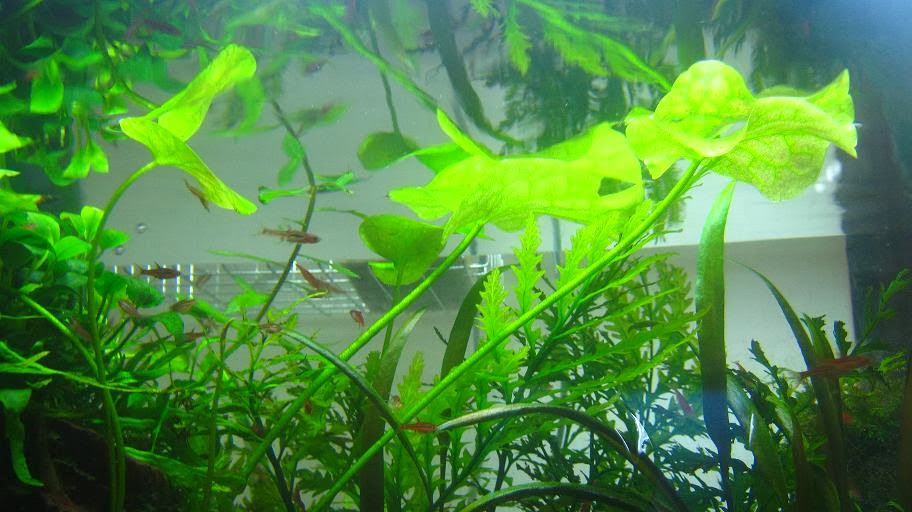 A NIGHT BY THE AQUARIUM: Banana Aqua Plants (Nymphoides Aquatica)