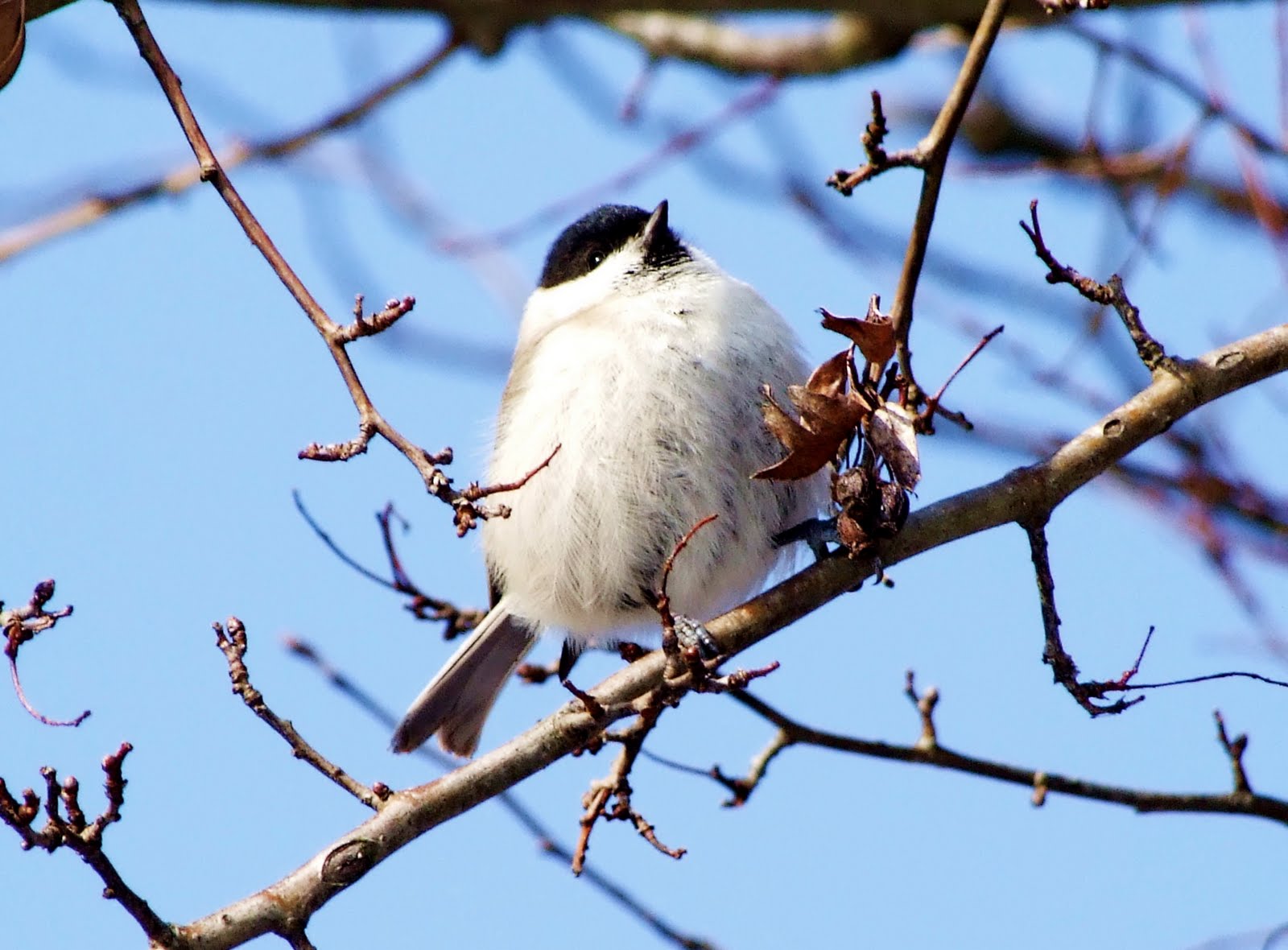 Lumea vieţuitoarelor: Oaspeţi bineveniţi!