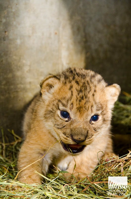 Behind the scenes with the lion babies