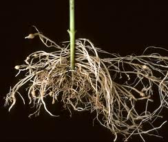 Women's Bible Study: Proverbs 14 : 3 Okra and Hickory Switches