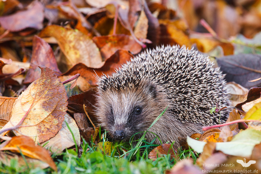 Thomas Marth Naturfotografie: Igel