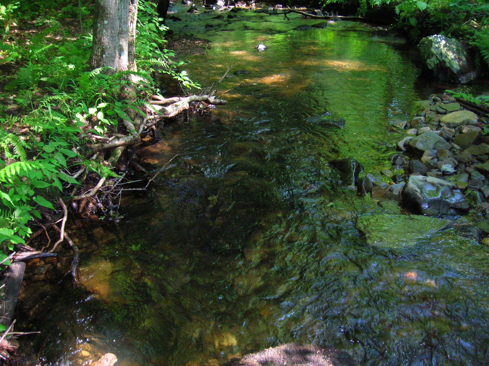 Small Stream Reflections: Woody Debris