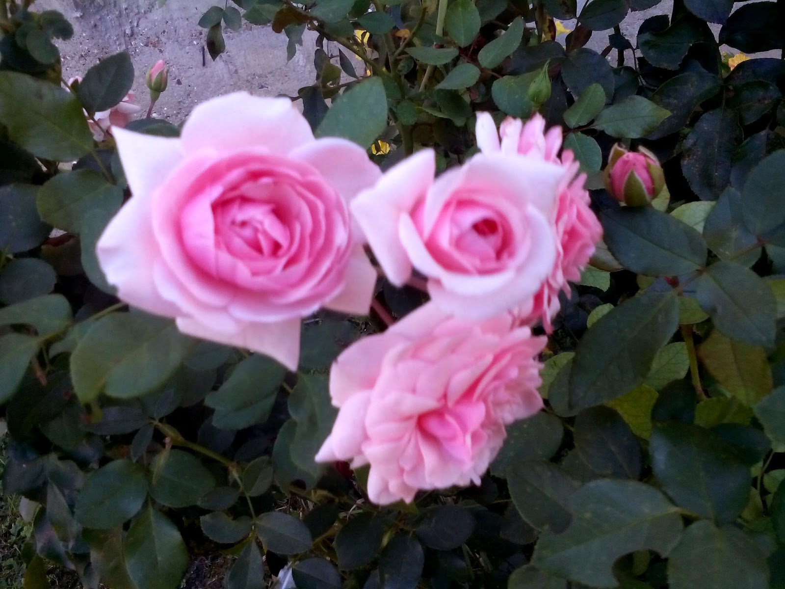 Ruže Majevice - Rasadnik ruža, Peljave. Sadnice ruža, stablašice, ruže ...