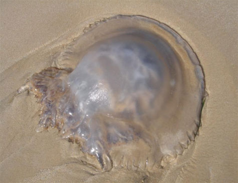 Portal do Mar: maio 2013