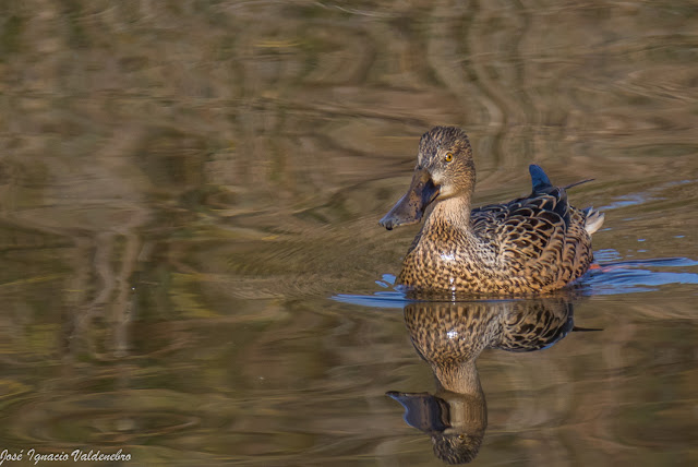DocNatureBlog: Un bello pato con un pico muy adaptado. Cuchara común ...
