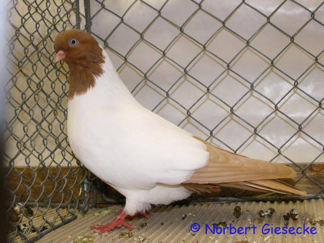 German nun pigeons ( Deutsches Nönnchen ) - Pigeons fall