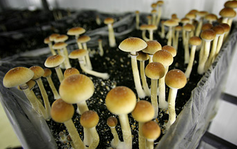 17 Fakta Menarik Tentang Jamur Ajaib : 'Magic Mushrooms' - News & Tips