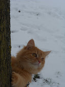 The Adventure's Of Ralph: The Anfield cat who ran onto the Liverpool ...