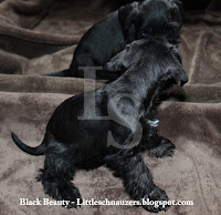 Schnauzer Paradise: Gallery