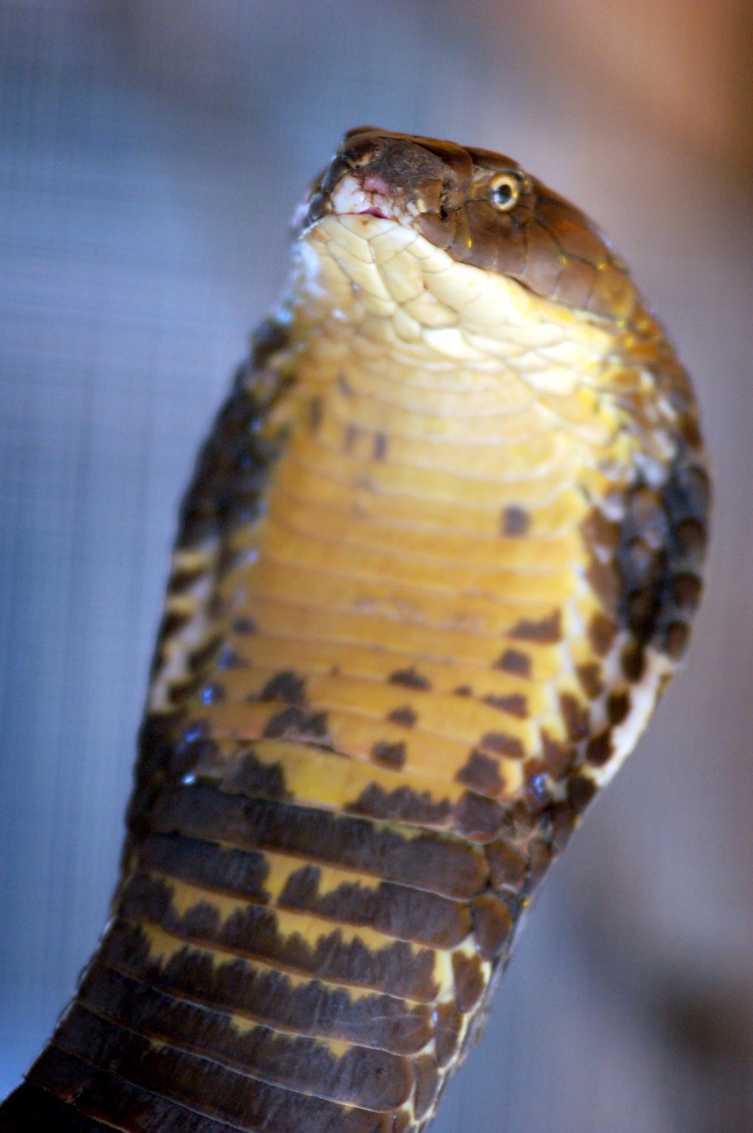 The king cobra This species in Southeast Asia and parts of India ...