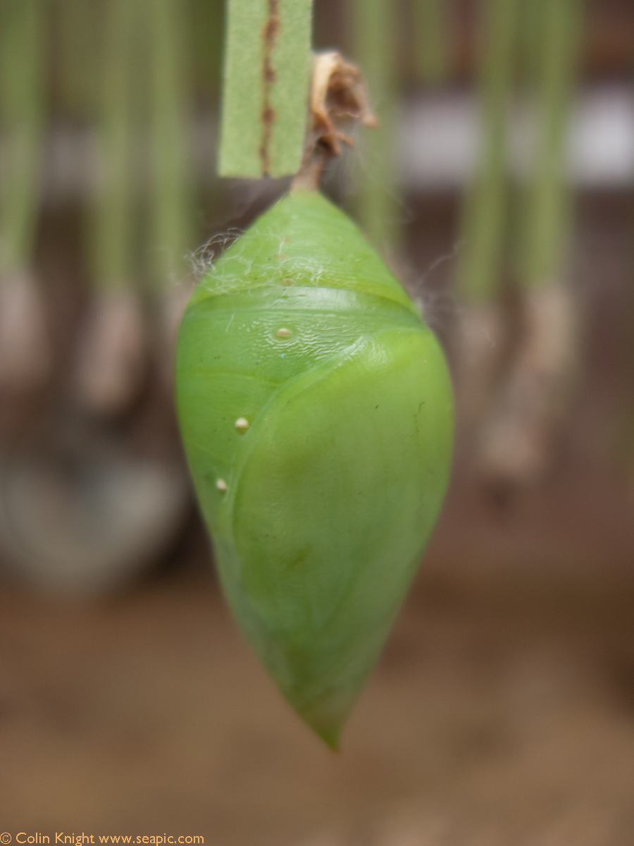 Postcards from Sussex: Tropic of Earnley