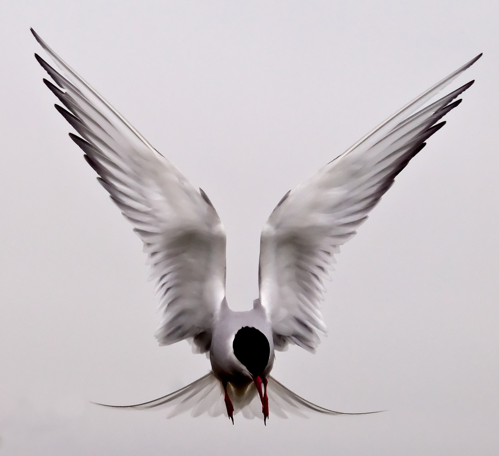 School Of Digital Photography: Tips for Photographing Birds In Flight
