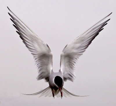 School Of Digital Photography: Tips for Photographing Birds In Flight