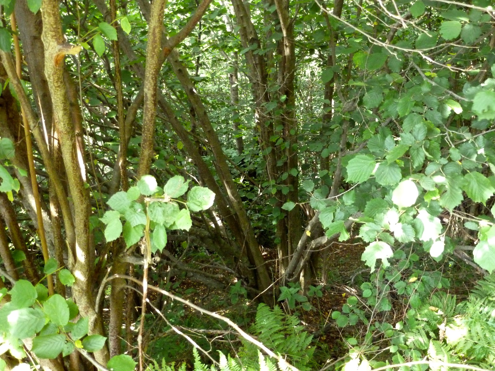 Árboles con alma: Avellano. Avellàner. (Corylus avellano)