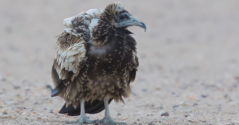 Kuwait Birding: Finally, the anticipated raptor fest
