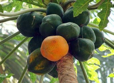 What are the Parts of Papaya - GAT - Gardening At Portal