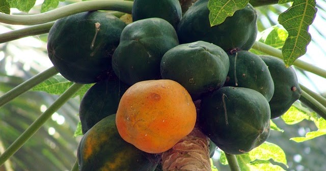What are the Parts of Papaya - GAT - Gardening At Portal