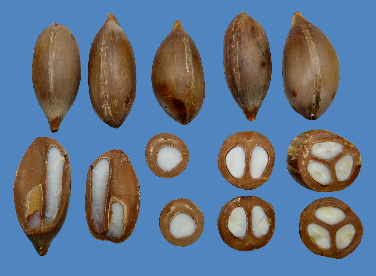 QUINTAIS IMORTAIS: Inajá, fruteira amazônica de grande potencial ...