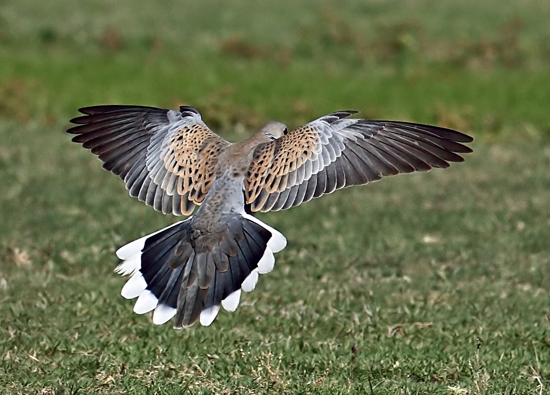 BARRY the BIRDER: "Two turtle doves and a..."