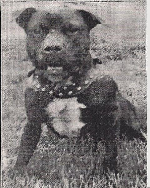 Gamedog Sudamericano: GR CH ADAMS' ZEBO (7XW) ROM