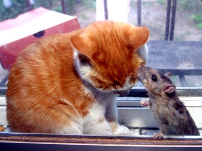 Funny Cat and Mouse Pictures | Funny Images Show