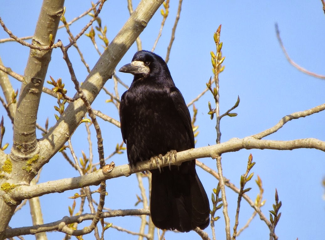 BIRDINGLEON: GRAJAS: el renacer de la colonia de Villadangos