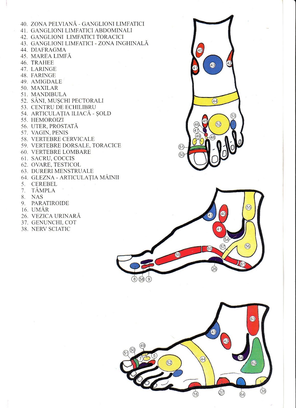 masaj terapeutic cluj: Reflexologia
