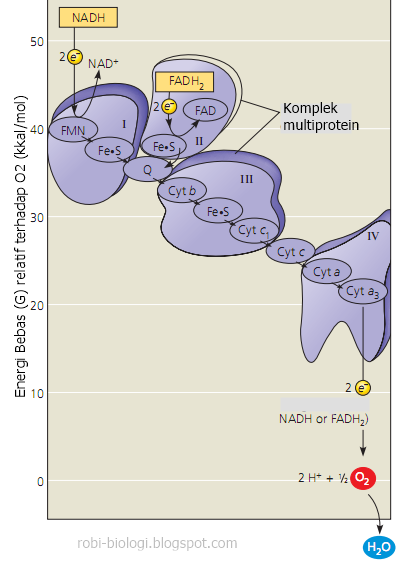Transpor Elektron - BELAJAR BIOLOGI