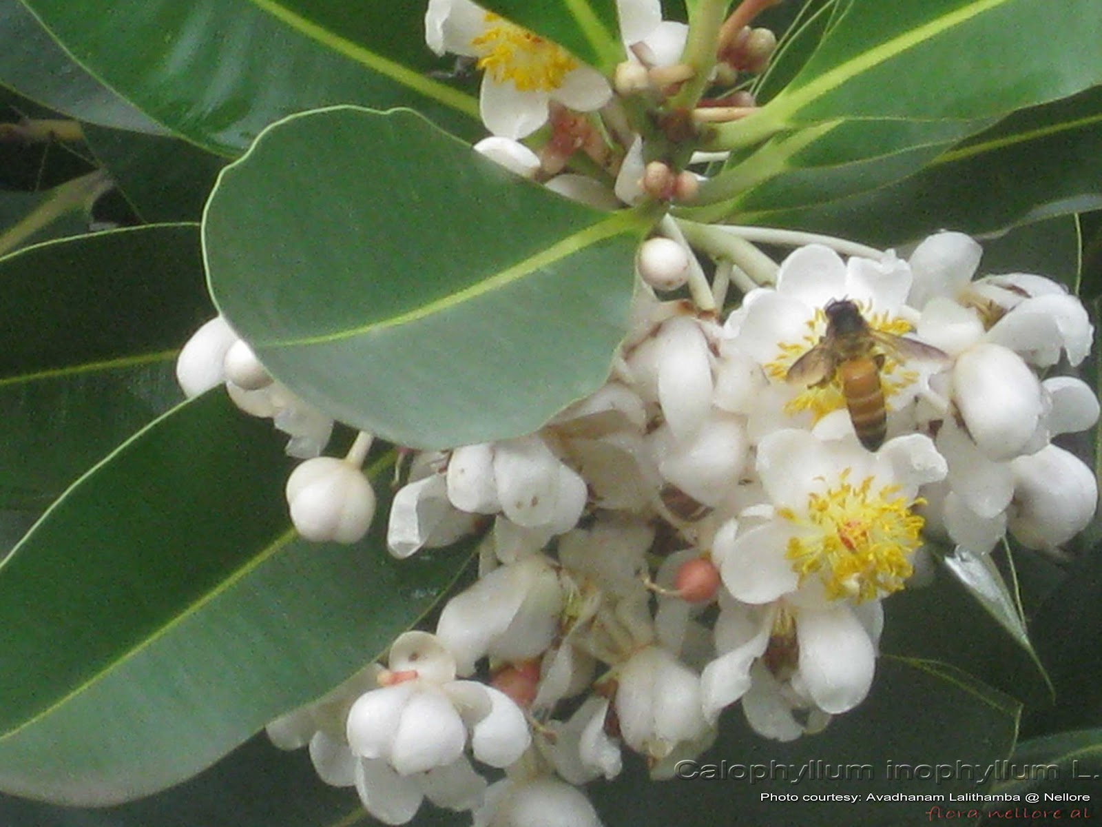 Medicinal Plants: Calophyllum inophyllum