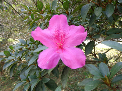 Jardim Botânico: Flor pentâmera