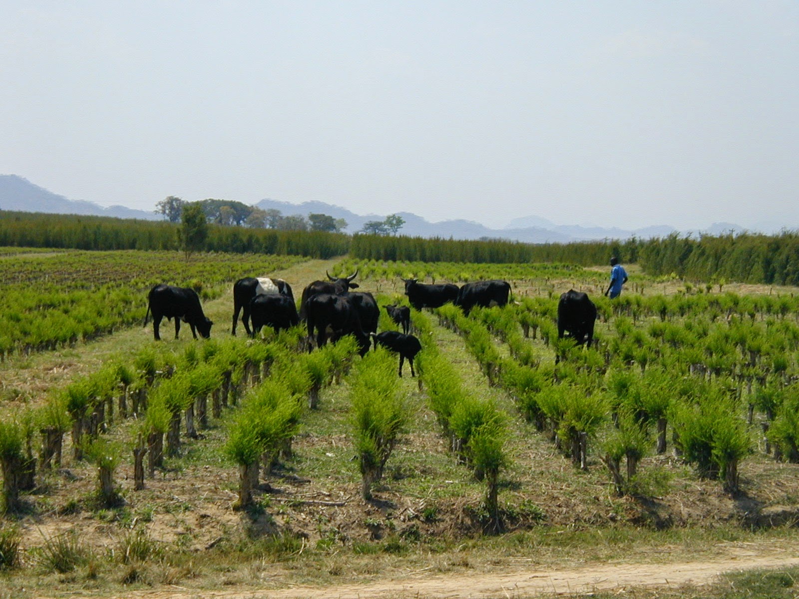 Laikipia Rural Voices (LRV): Medicinal Tea Tree changing farmers’ lives ...