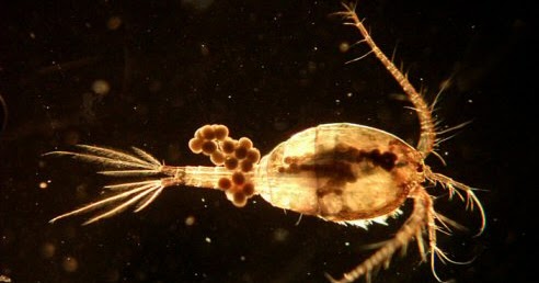 Pengertian, Distribusi, dan Indeks Diversitas Pada Plankton - Biologizone