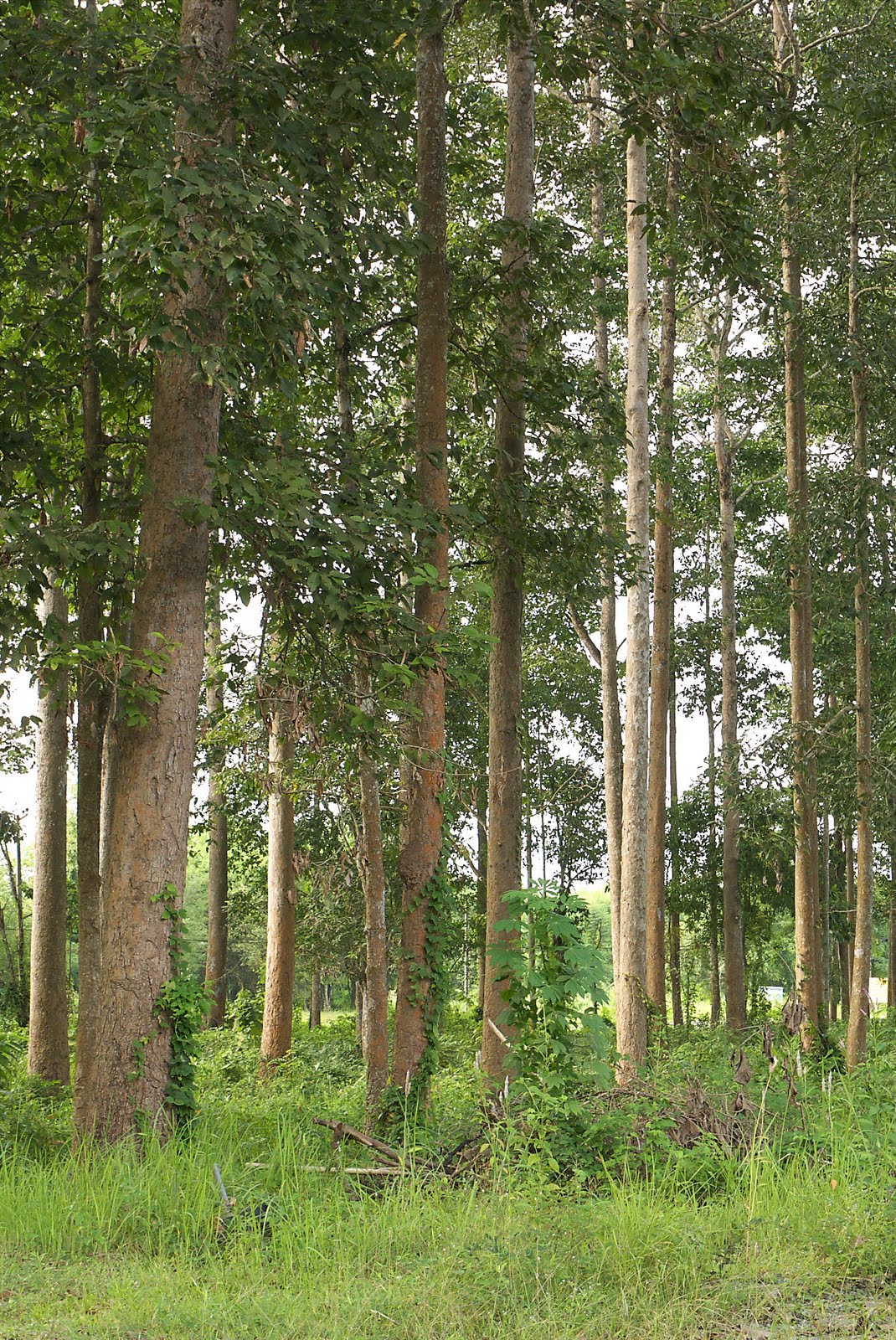 Variety of Life: Dipterocarpaceae