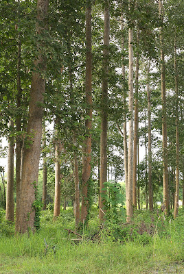 Variety of Life: Dipterocarpaceae