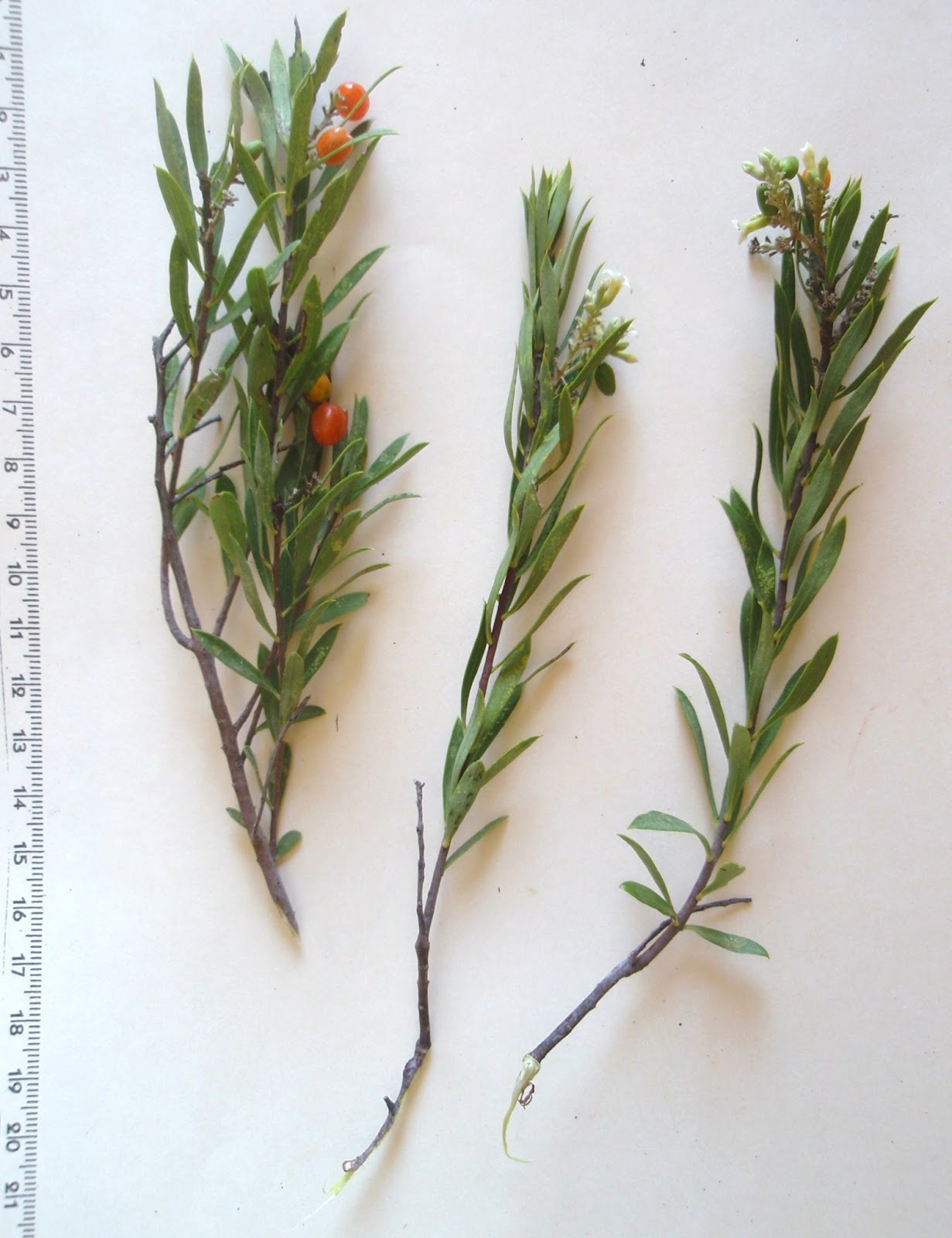 HERBARIO VIRTUAL DE BANYERES DE MARIOLA Y ALICANTE: Daphne gnidium ...