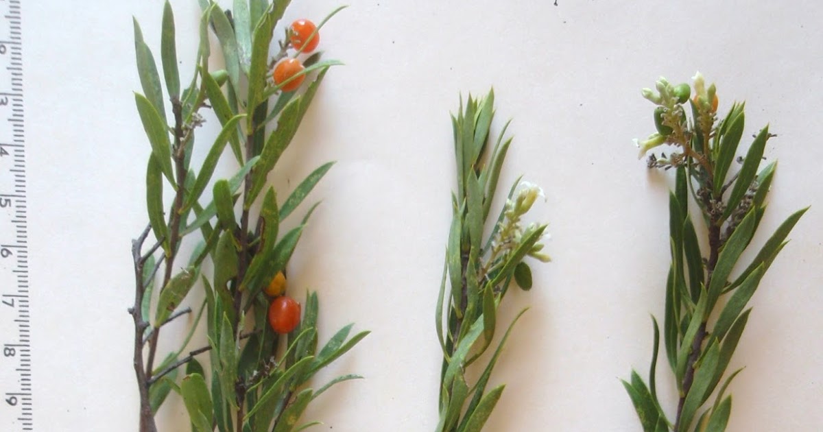 HERBARIO VIRTUAL DE BANYERES DE MARIOLA Y ALICANTE: Daphne gnidium ...