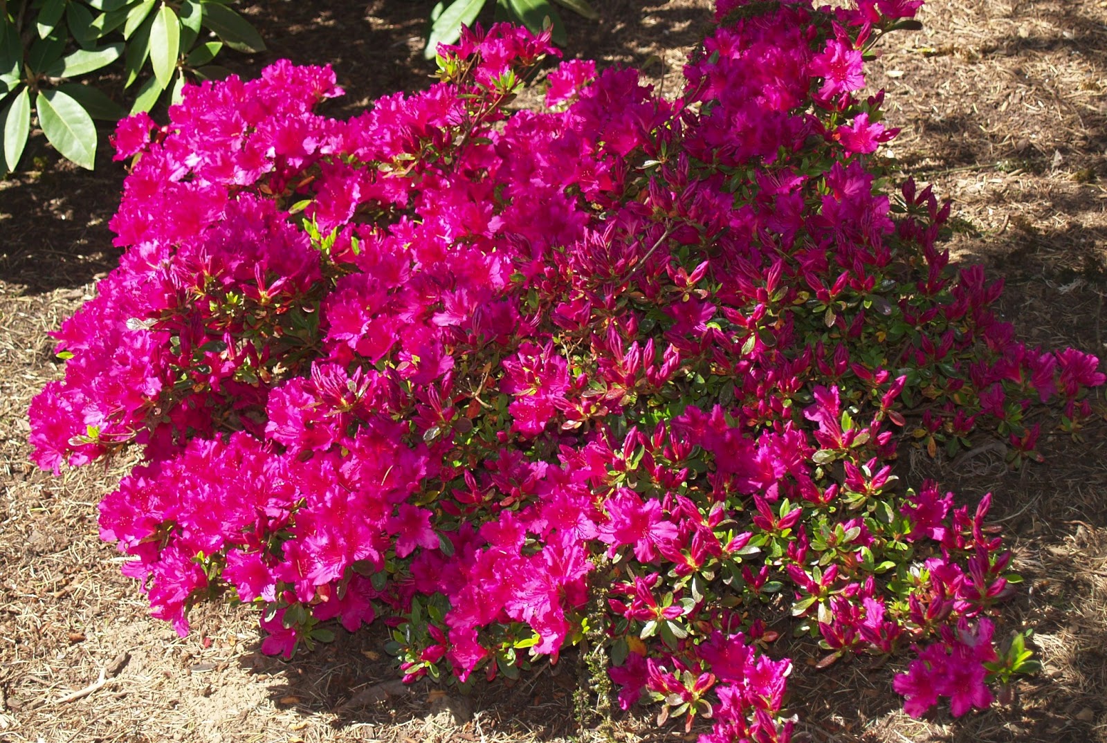 Cat Patches: The May Garden