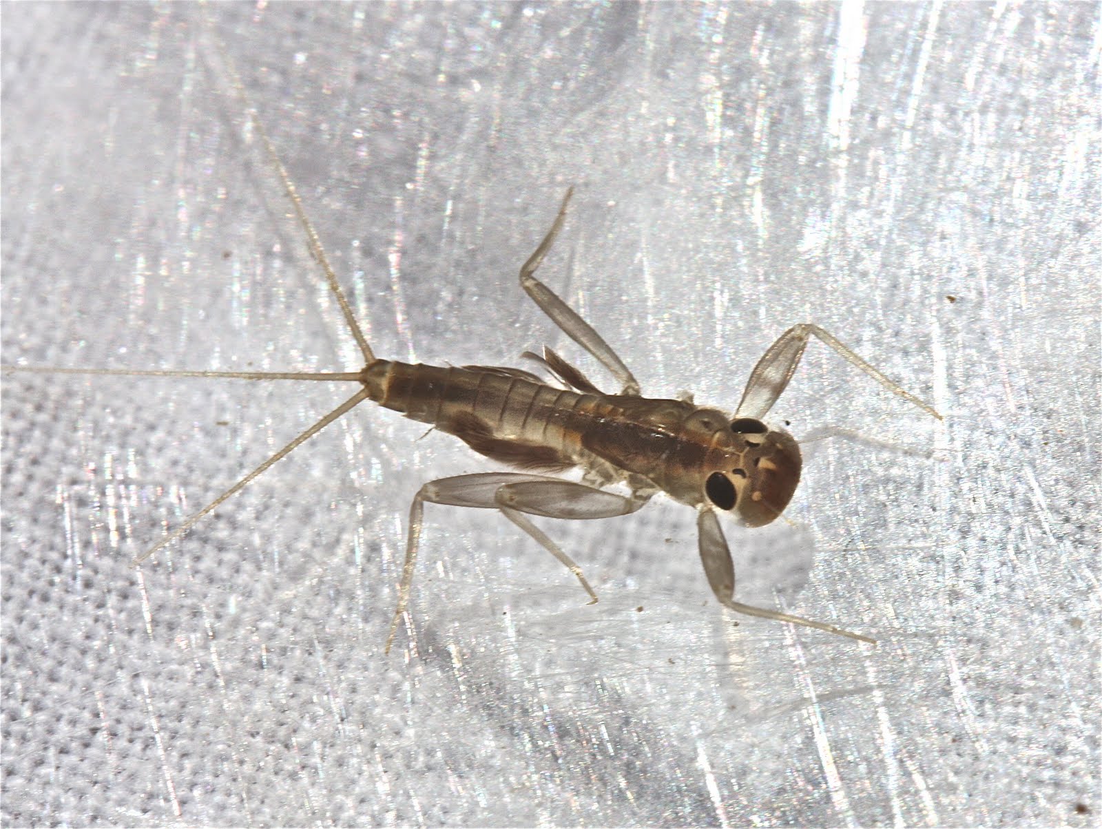 Aquatic Insects of Central Virginia: Fly Fishing, Flatheaded Mayflies ...