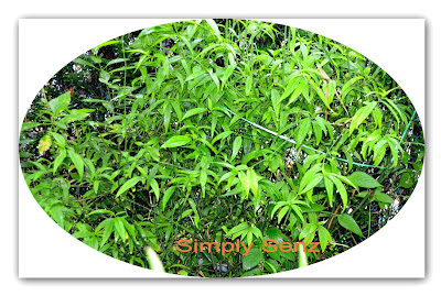 Simply Senz: 07/01/2011 - 08/01/2011