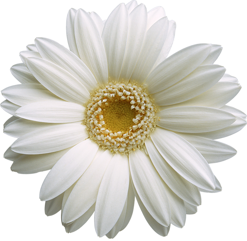 LUGAR FOFO: Flores PNG