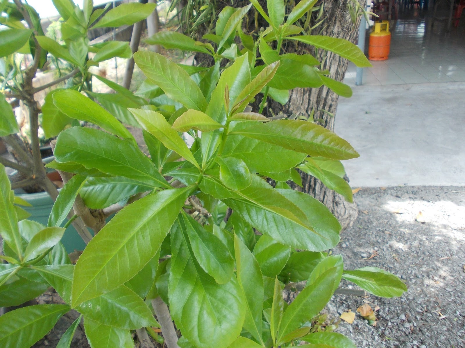 SEHARI DALAM HIDUPKU @ JURNAL KEHIDUPAN: Pucuk putat